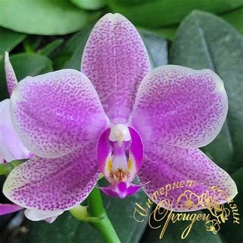 Phal Allura Proteus купить