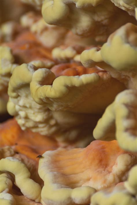 Polypore Close Up Copyright Free Photo By M Vorel Libreshot