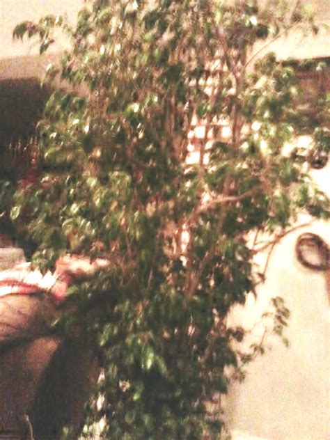 Home Life Ideas A Very Tiny Ficus Named Dan