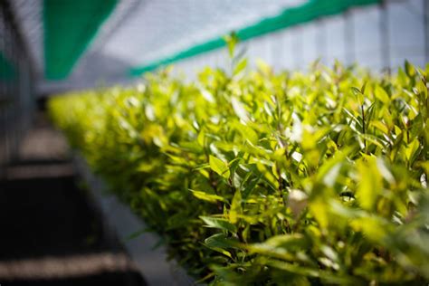 Minginui Nursery Native Plant Nursery Nz Order Plants Online