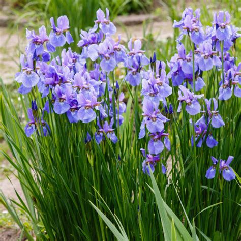 Blue Siberian Iris