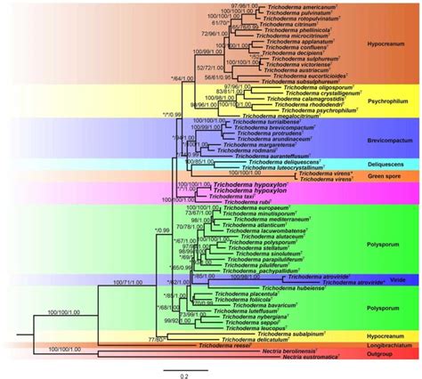 A New Species Of Trichoderma Hypoxylon Harbours Abundant Secondary A New Species Of Trichoderma Hypoxylon Harbours Abundant Secondary