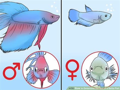 How To Determine The Sex Of A Betta Fish 9 Steps With Pictures Artofit