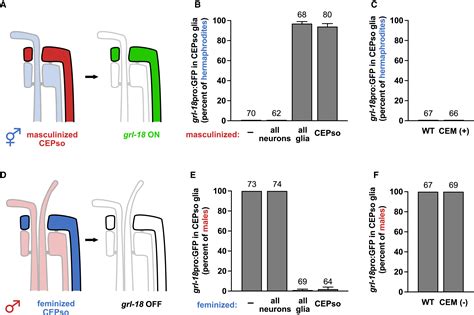 A Sex Specific Switch In A Single Glial Cell Patterns The Apical Extracellular Matrix Current