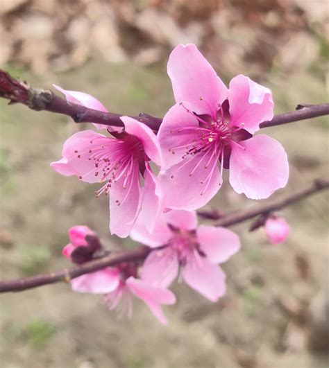 湘潭大学程序设计实践 知乎