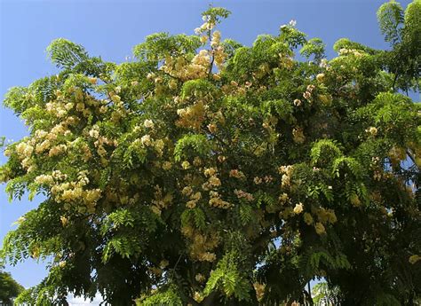 Hawaiian Trees Native And Tropical Species To