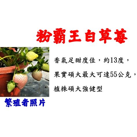 尚未開花結果 粉霸王白草莓盆栽 5吋盆 新品種草莓苗季節限定 先確認有沒有貨再下標 蝦皮購物