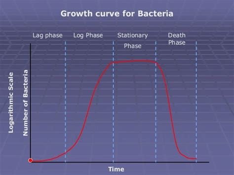Bacteriology Growth Curve Lag Log Stationary Death Phase Ppt
