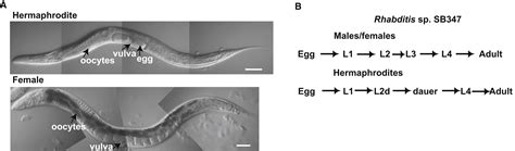Regulation Of Sexual Plasticity In A Nematode That Produces Males