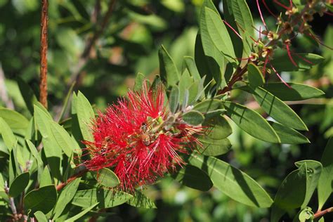 Callistemon Citrinus Leaf
