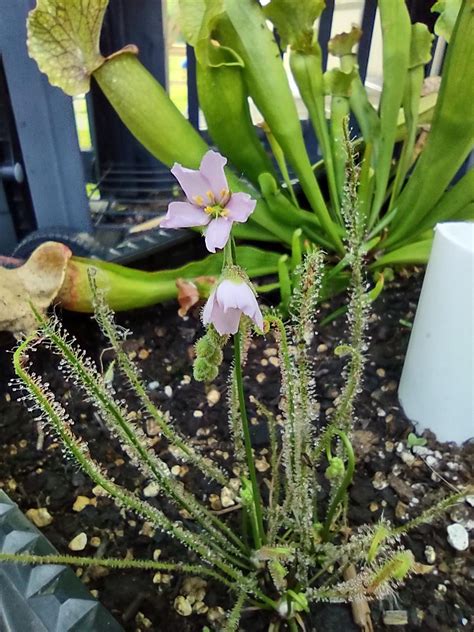 Im In Love With My Mini Bog R Savagegarden