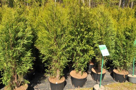 Туя западная Вагнери - описание, фото, посадка и уход | ARTEM-SAD.RU