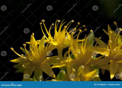 Sedum Sexangulare Stock Image Image Of Plant Vegetation 311988351