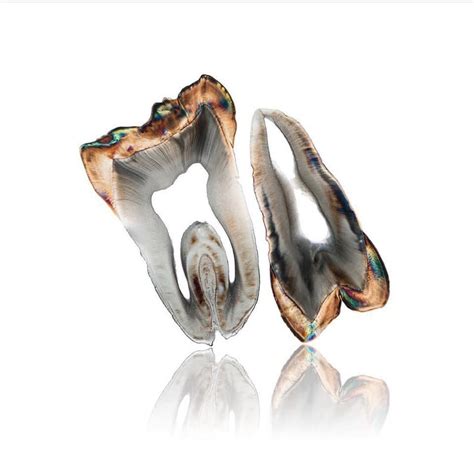 Монголын шүдний эмч нарын ажлын зарууд Facebook