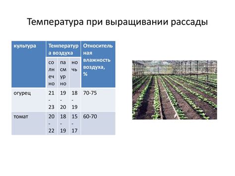 Выращивание рассады овощных культур презентация онлайн