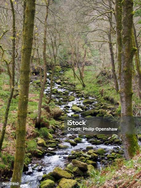 이끼 낀 바위와 돌출 된 조밀한 숲에서 숲 나무와 바위를 통해 실행 하는 언덕 스트림 강에 대한 스톡 사진 및 기타 이미지 강 나무 녹색 Istock