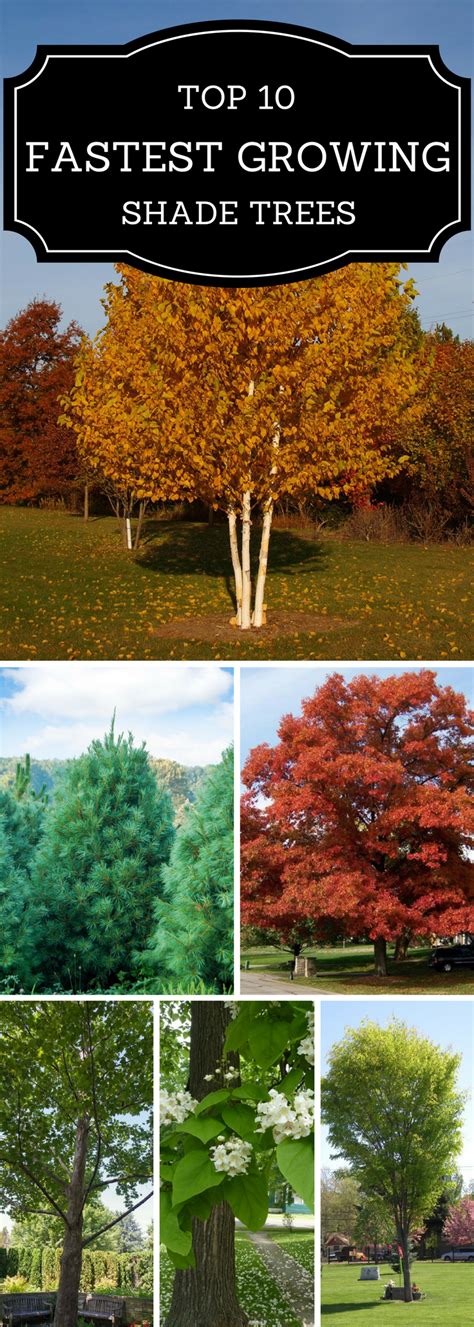 Low Maintenance Fast Growing Shade Tree