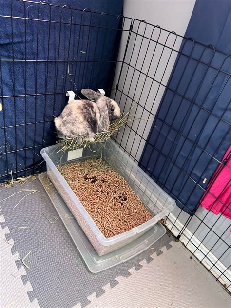 Wait Is This Not How We Eat Hay R Rabbits