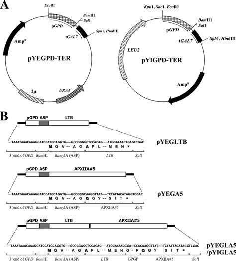 A Schematic Diagram Of Pyegpd Ter And Pyigpd Ter Yeast Expression