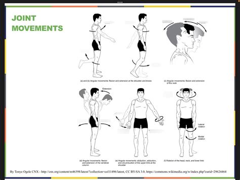 Synovial Joint Movement Diagram Quizlet