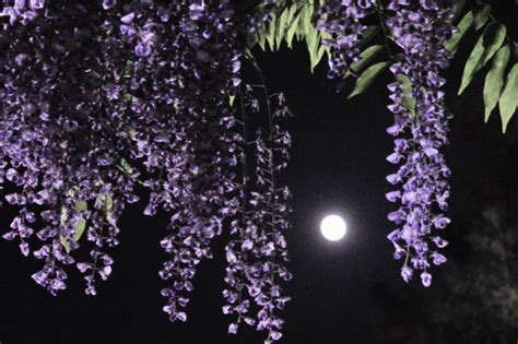 花暖簾 GANREF