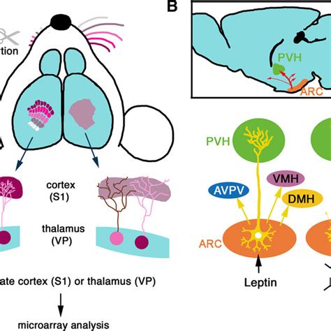 A Schematic For Analysis Of Genes Expressed In Barrel Cortex And Download Scientific Diagram