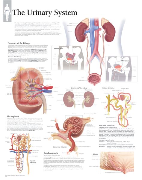 Chart Urinary System