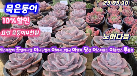 노아다육3착한국민이4천짤 많아요에스메랄다조안다니엘미니누벨라아이시그린금아르제당선더스티로즈이클립스루돌프노블레드초연양진썸씽와인사랑과영혼벤바디스