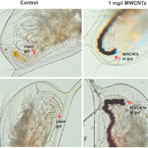 Algae Raphidocelis Subcapitata After 72 H Exposure In Oecd Medium A