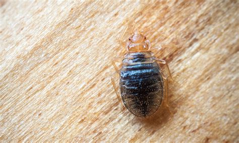 Se Débarrasser Des Puces De Lit