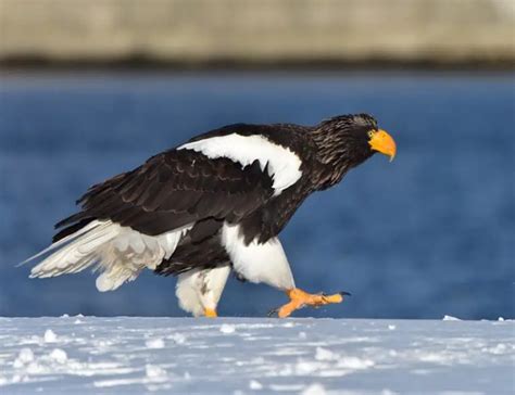 25 Types Of Eagle Facts And Photos