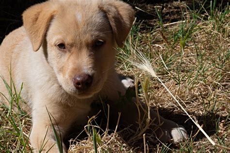 Dangers Of Foxtails For Dogs Great Pet Care