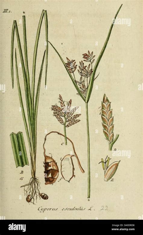 Illustrated Botanical Representation Of Cyperus Esculentus Hi Res Stock