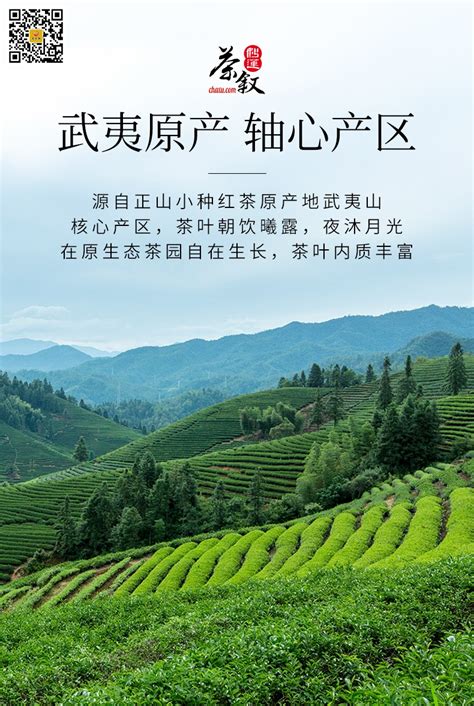 老丛红茶高奢品鉴茶武夷山桐木关老丛红茶 爱茶叙茶叶商城 爱茶叙私房茶官网