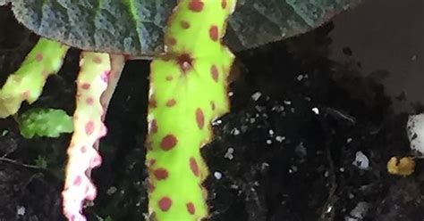Begonia Amphioxus Goegoensis Propagation Impatiens Velvetea Morsei