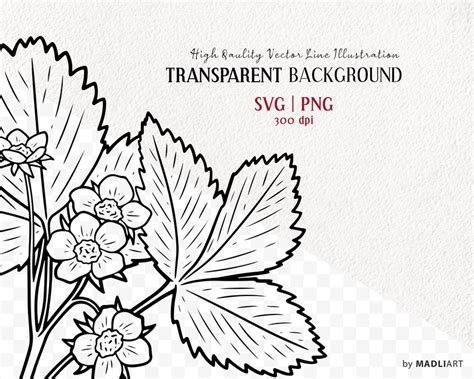 Strawberry Svg Clipart Vector Strawberry Plant Outline Strawberries