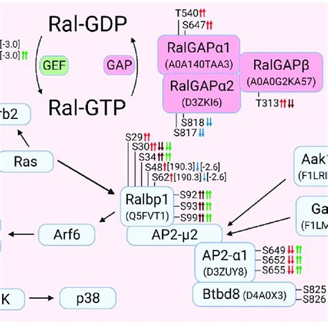 Alterations In Phosphorylation Of Phosphoproteins Involved In Arf