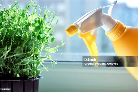 여성 손은 크레스 샐러드 마이크로 그린에 손 분무기로 물을줍니다 집에서 성장하는 마이크로 그린 건강하고 비건 채식 음식 건강관리와 의술에 대한 스톡 사진 및 기타 이미지