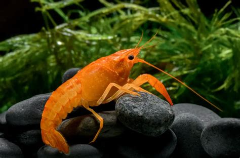 Dwarf Crayfish Care Guide A Complete Fact Sheet Breeding And Behavior
