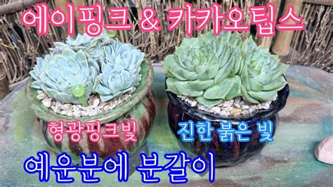 환상적 색감 에이핑크군생 And 카카오팁스 분갈이 카카오팁스는 파이어립을 모본으로 하고 치와와엔시스를 부본으로한 교배종프리