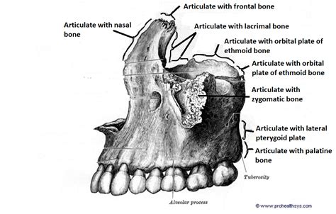 Easyhumanatomy Maxilla Easy And Brief Discussion