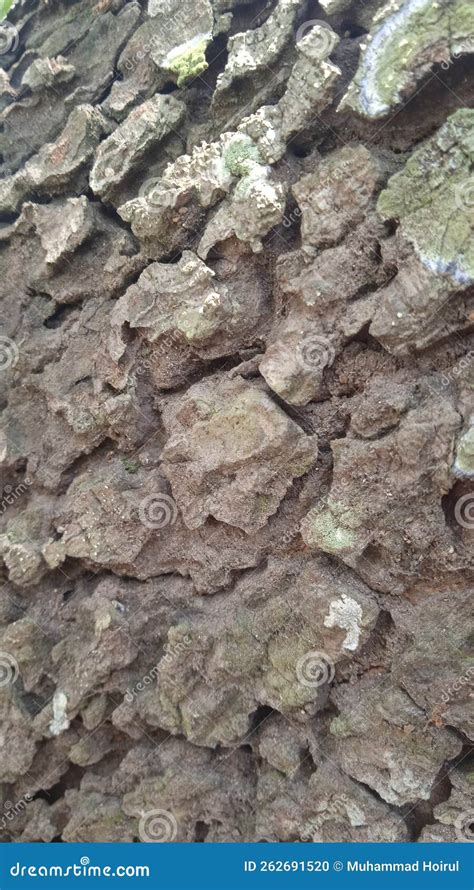 Scaly Tree Bark Stock Photo Image Of Wall Boulder