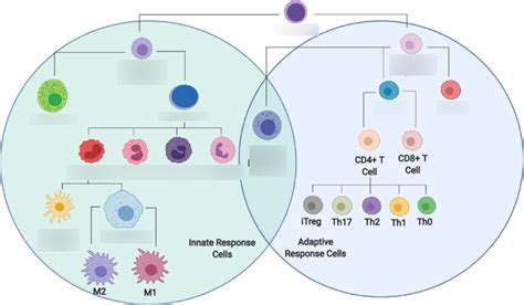 Immunceller Diagram Quizlet