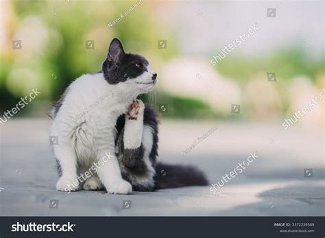 732 Cat Grass Allergies Royalty Free Photos And Stock Images Shutterstock