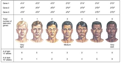 Polygenic Inheritance Definition Characteristics Examples