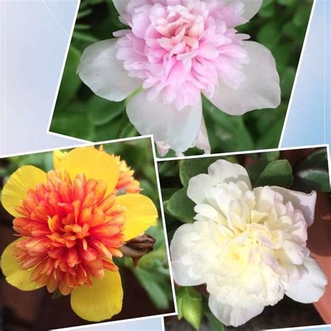 重辦太陽花種子 重樓闊葉種子 馬齒莧花種子 四季開花混色花卉陽台盆栽 蝦皮購物