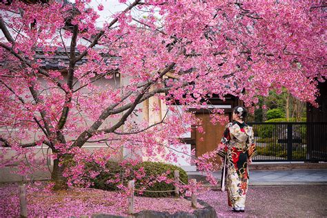 Sakura Ai Japan S Cherry Blossom Forecasting Competition Robot
