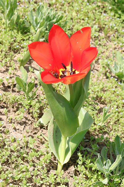 Tulipa fosteriana - Изображение особи - Плантариум