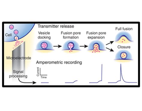 Single Cell Amperometry — Sombers Lab