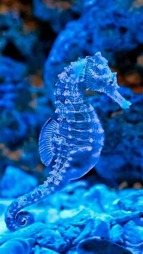 Real Seahorse Images